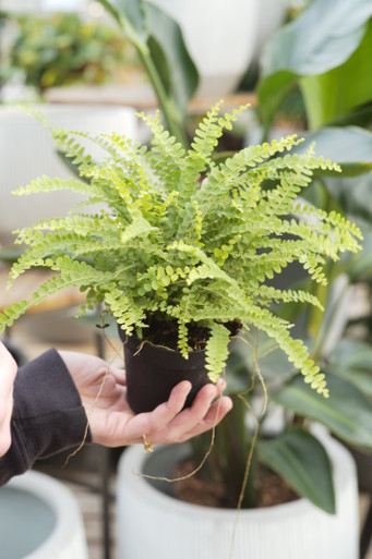 4" Fern Lemon Button - Tonkadale
