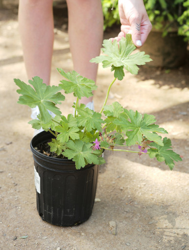 Geranium 'Bevan's Variety' - 1 gal - Tonkadale