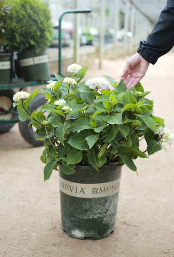 Hydrangea macrophylla Blue Enchantress® - 5 gal - Tonkadale