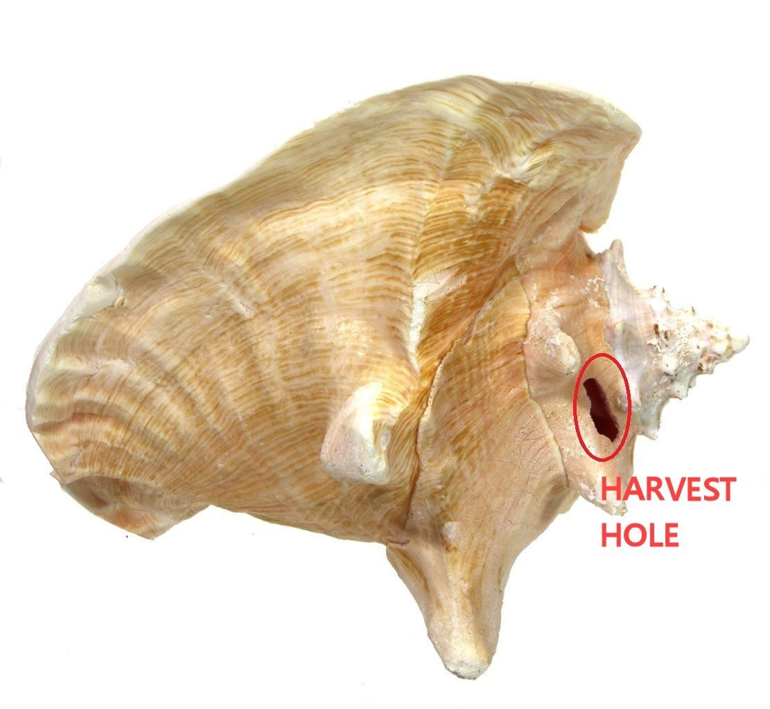 Conch Sea Shell Large | 6-8"