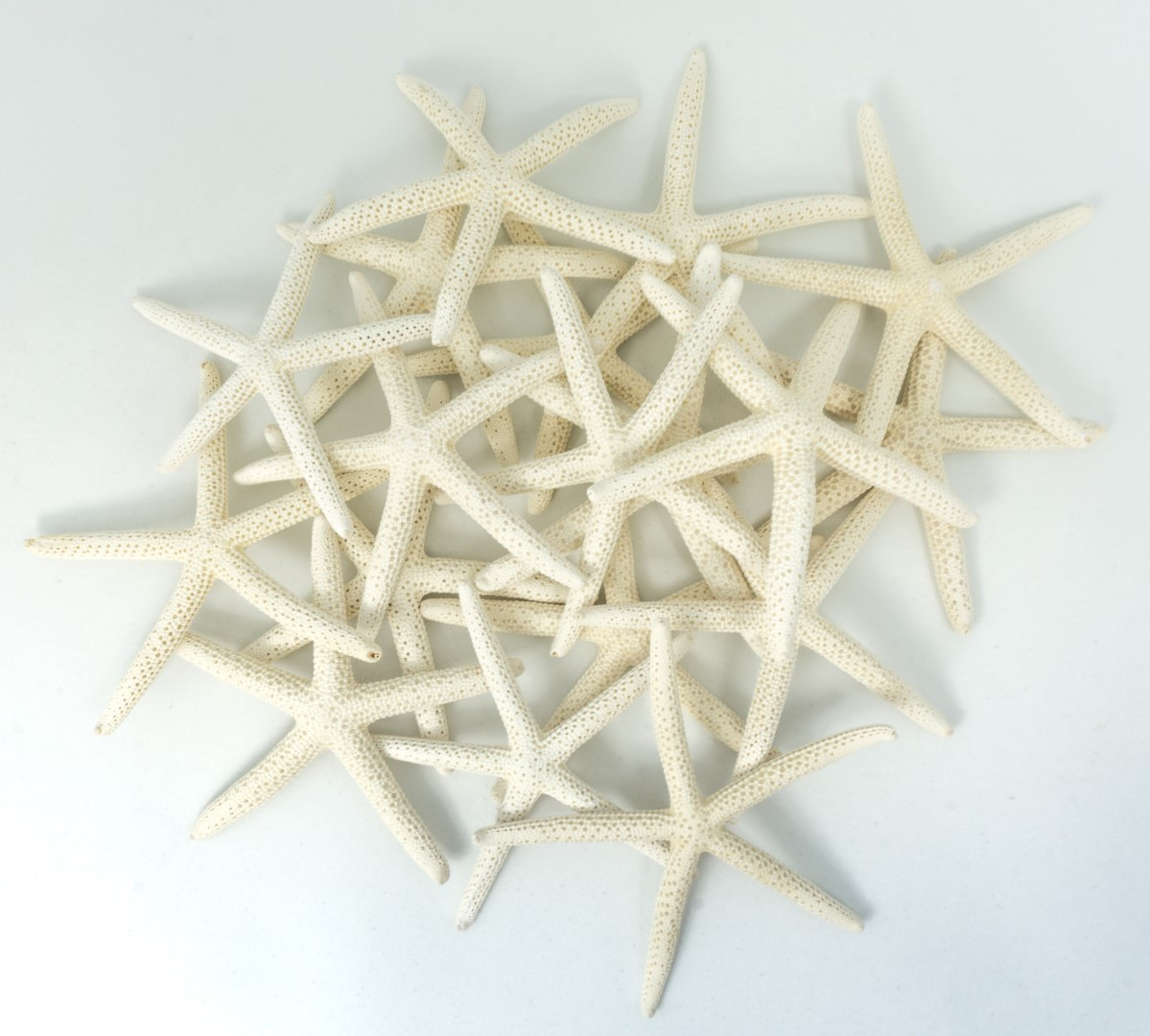 White Finger Starfish 3" to 4" | Set of 18