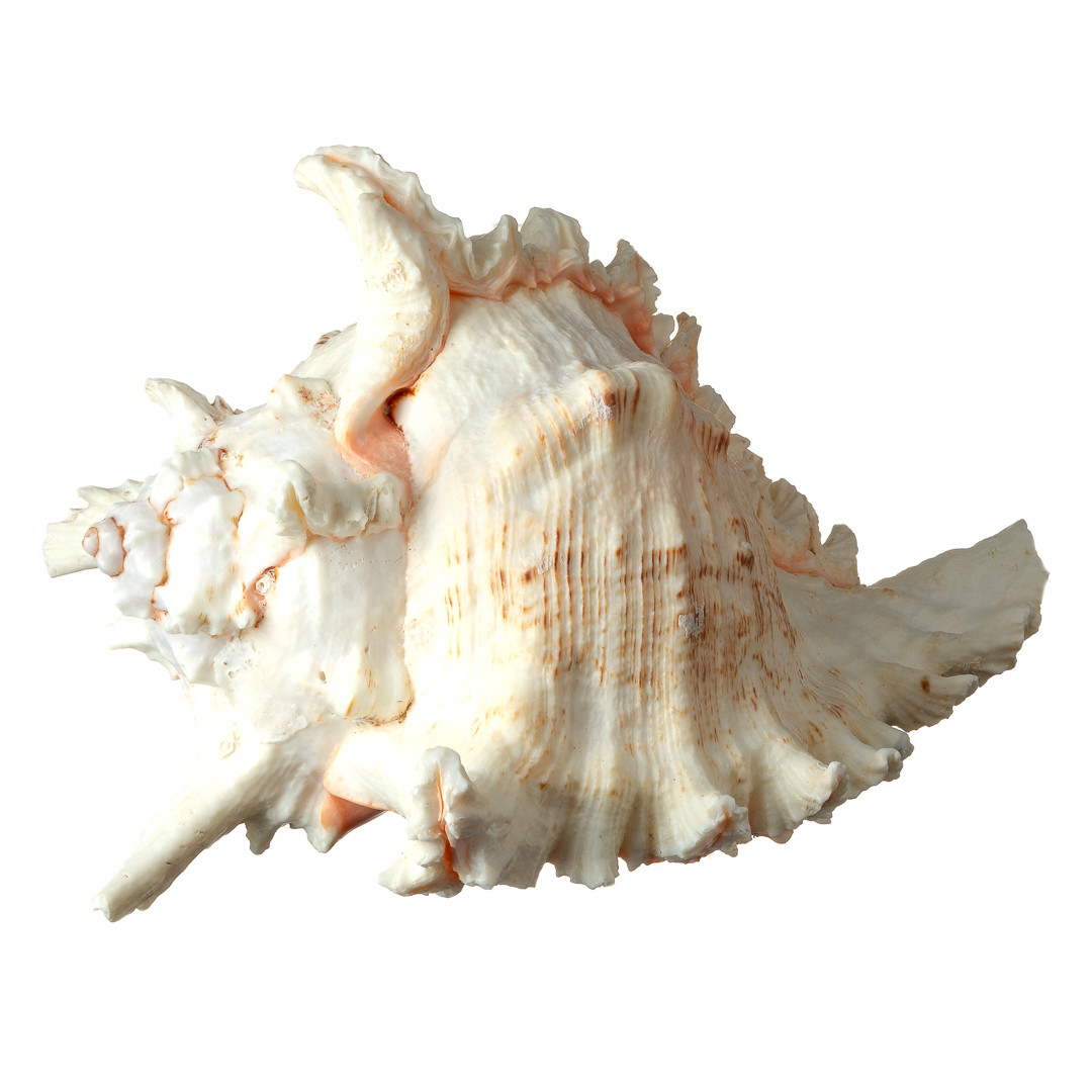 Natural Large Murex Ramosus Conch Spiky Shell Collection White Tan Pink ...
