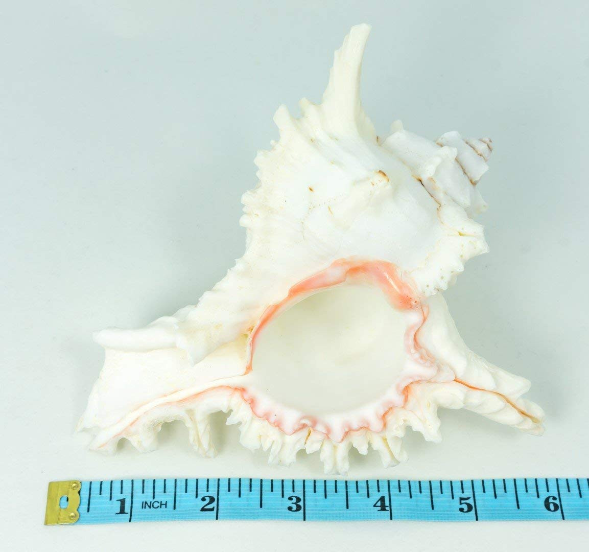 Murex Ramosus Sea Shell | 6"-7" Large