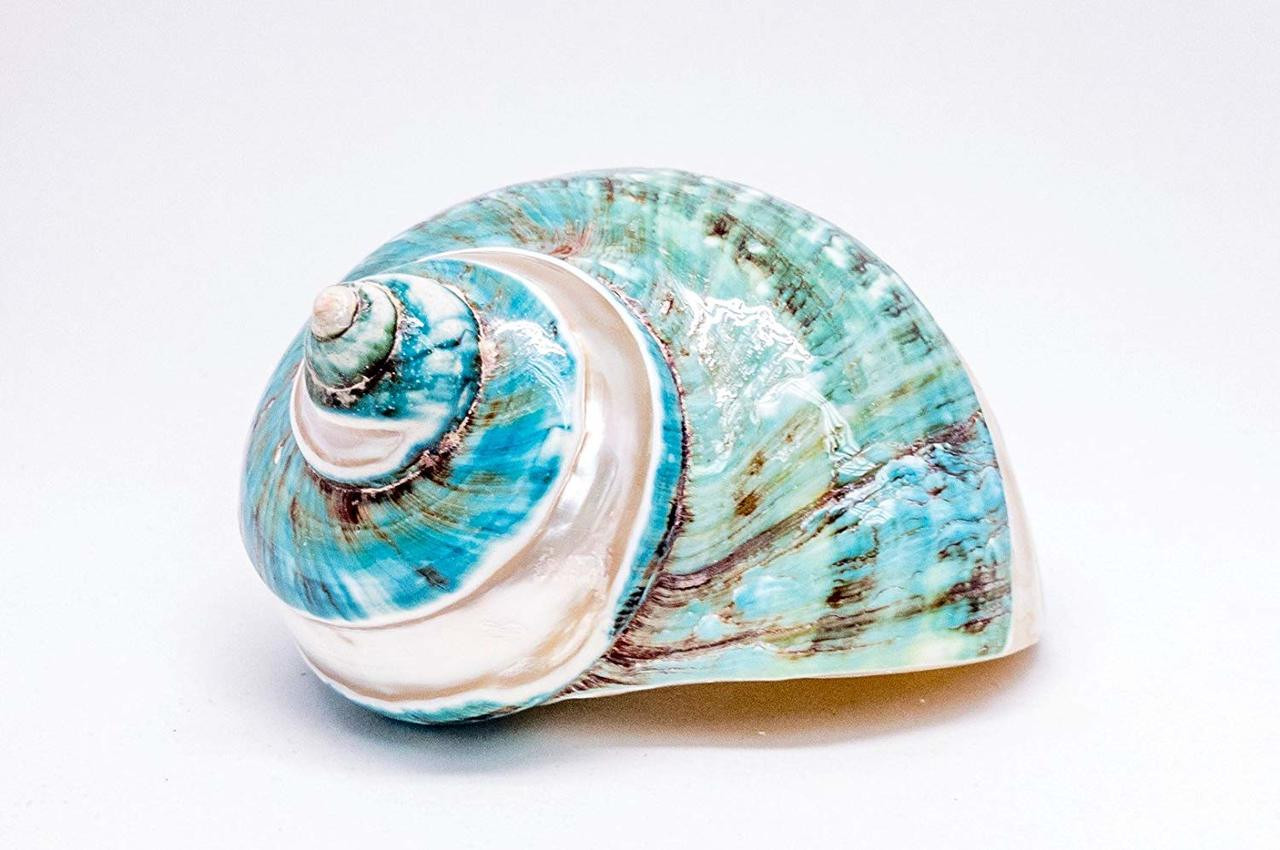 Polished Jade Green Banded Turbo Shell | 3.5" - 4" | 1 Piece | Nautical ...