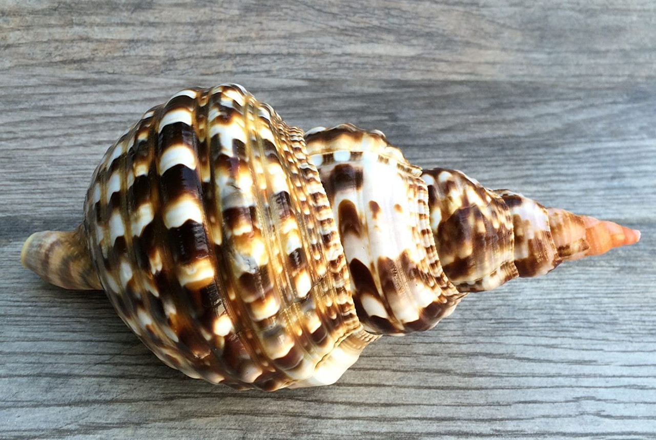 Triton Shell 1 Triton Seashell Large 11