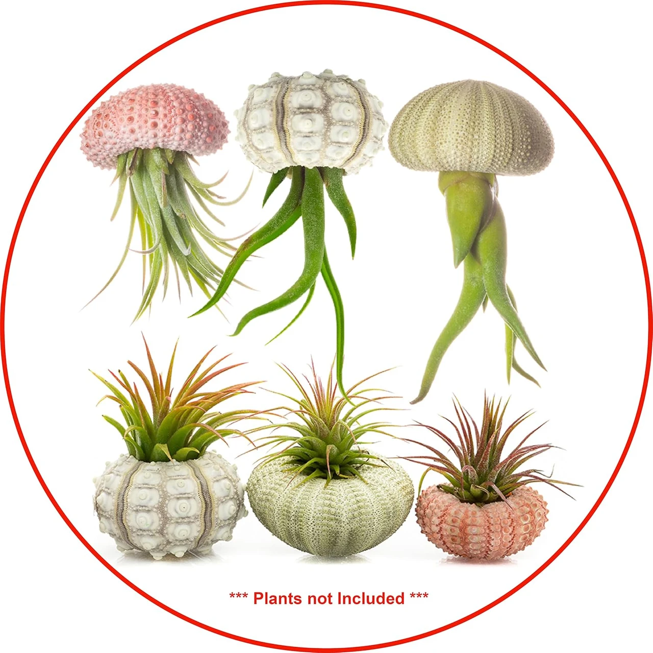 Sea Urchins Shells for Air Plants - 10 Assorted Sea Urchin Shells ...