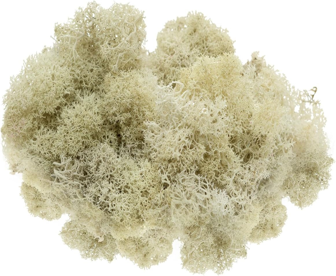 Reindeer Moss Preserved | Cream Colored Moss | 8 Ounces of Cream Moss ...