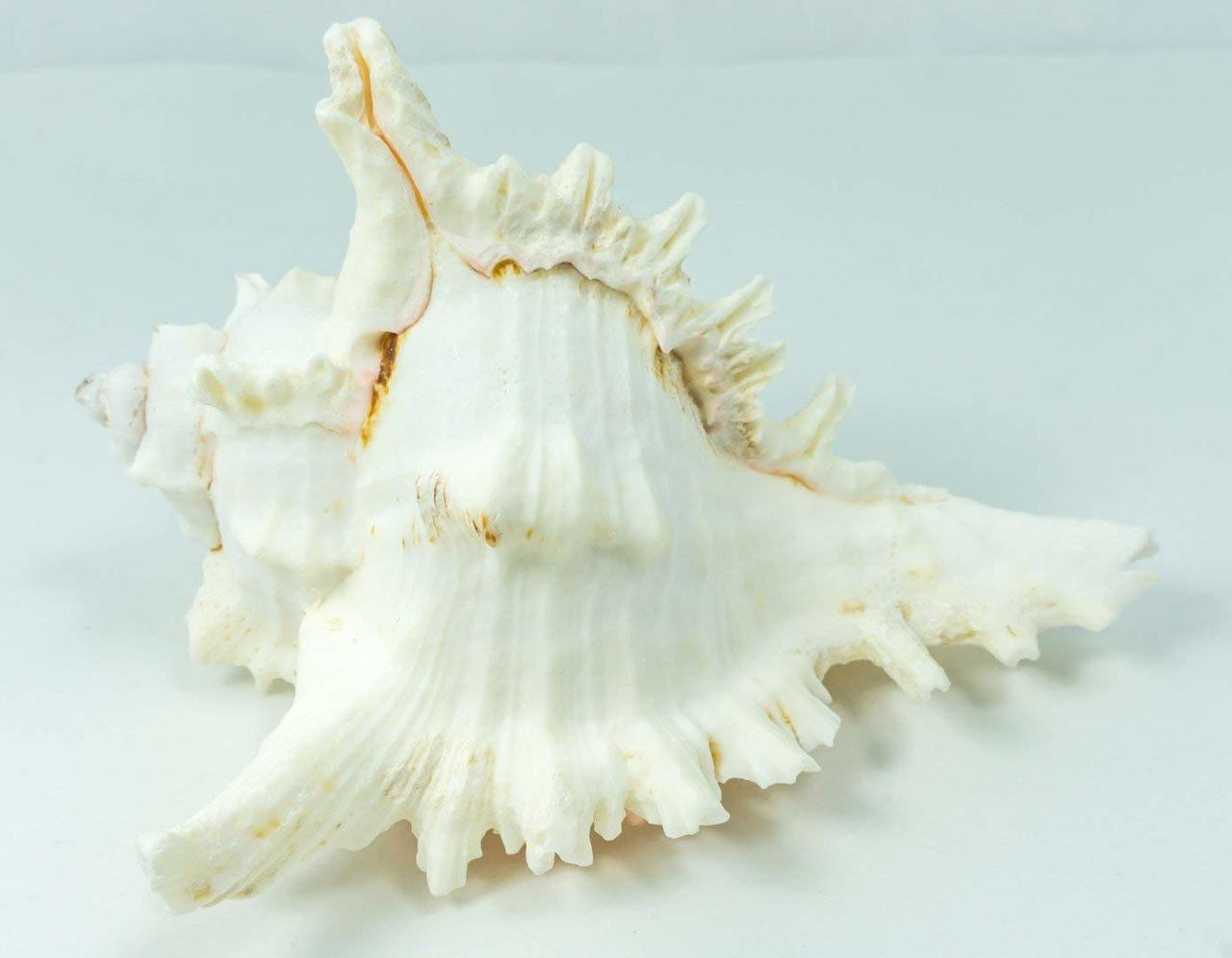 Murex Ramosus Sea Shell | 6"-7" Large