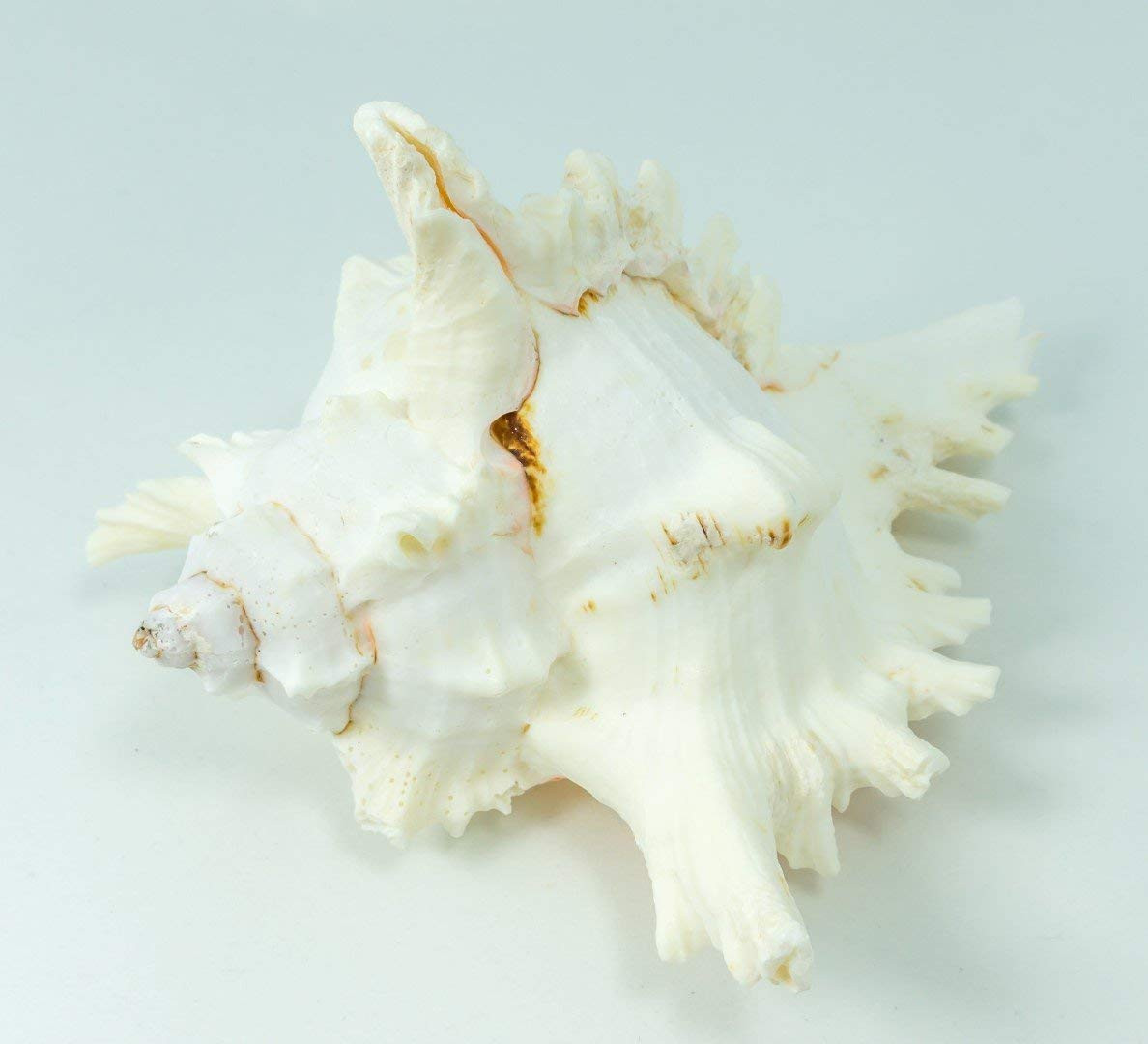 Murex Ramosus Sea Shell | 6"-7" Large