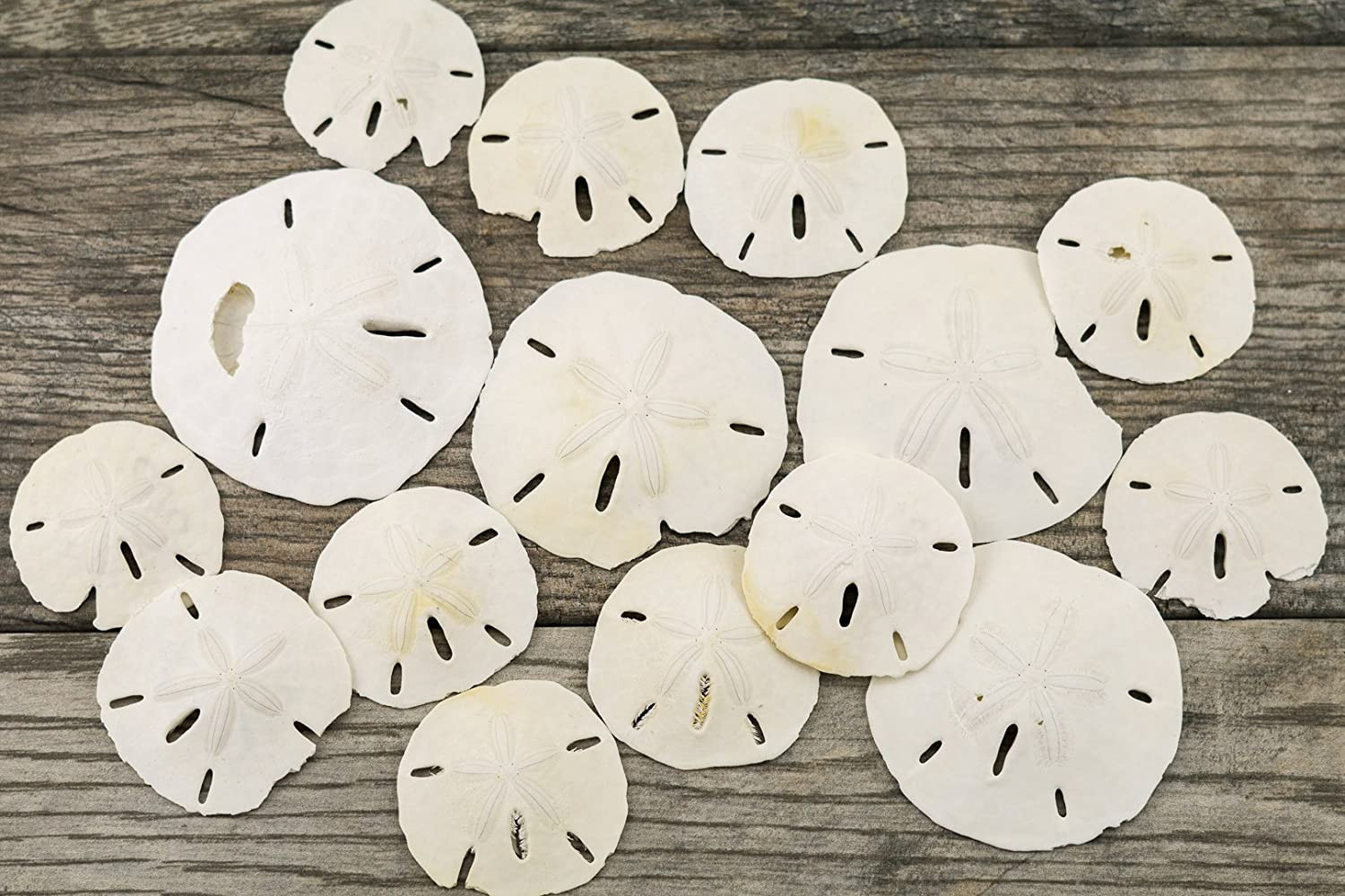 Sand Dollar | Real Sand Dollars 1 1/2" to 2" (Set of 30) | Seashell ...