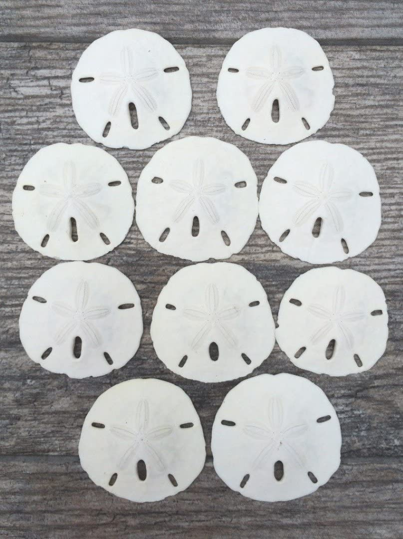 Sand Dollar | Real Sand Dollars 1 1/2" to 2" (Set of 30) | Seashell ...