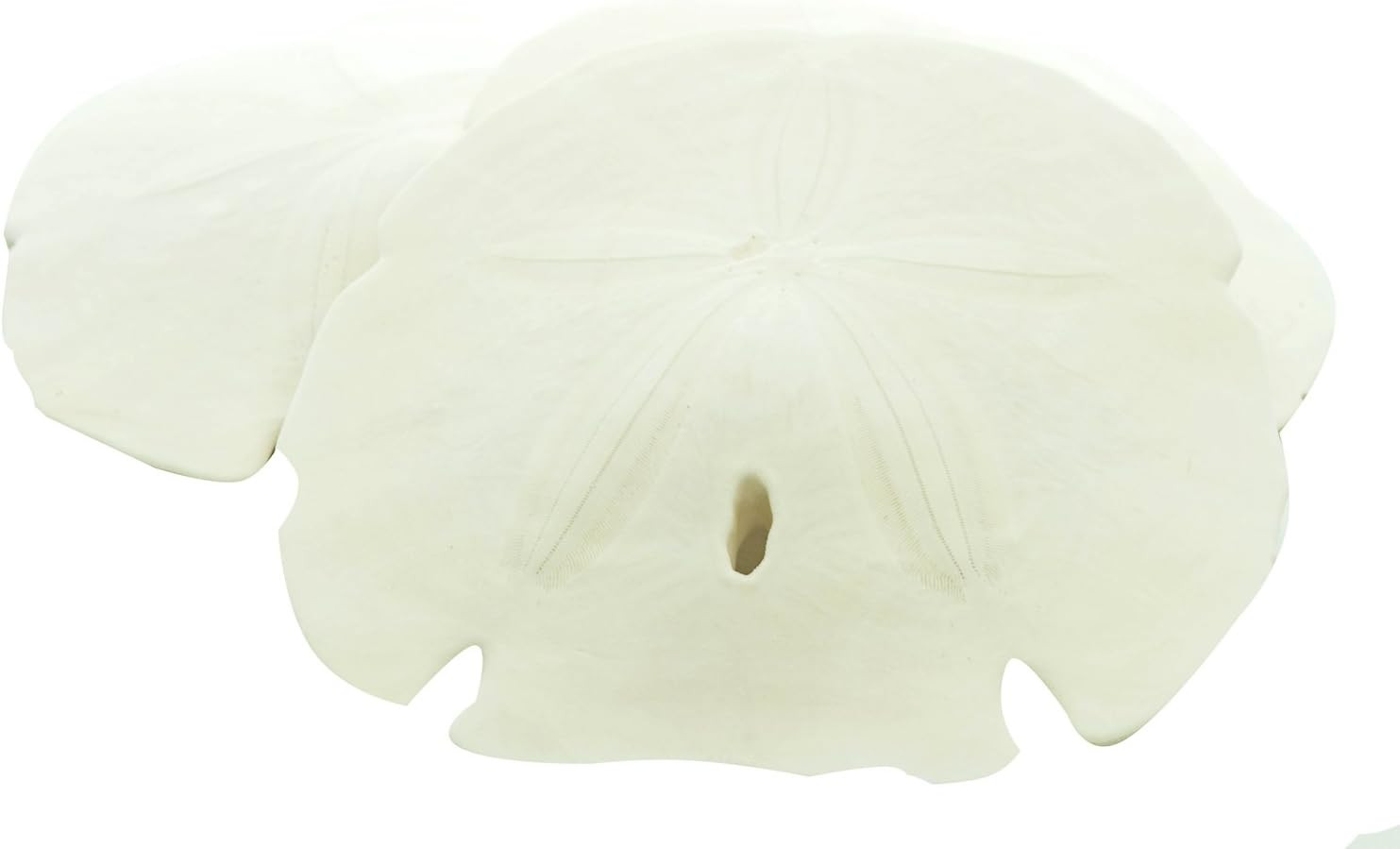 Sand Dollar | Real Sand Dollars 1 1/2" to 2" (Set of 30) | Seashell ...