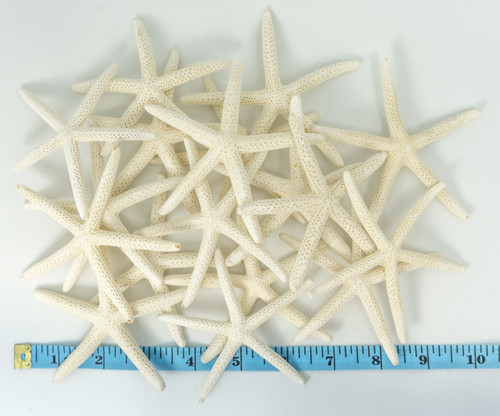 White Finger Starfish 3" to 4" | Set of 18