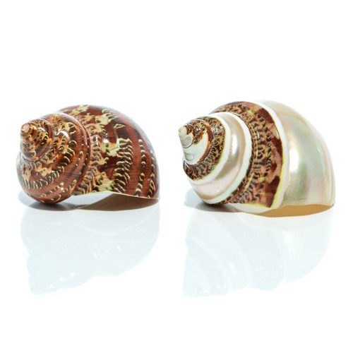 Polished Brown and Banded Petholatus Turbo Shells | Set of 2 | Nautical ...