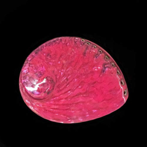 Large Pink Midas Abalone Sea Shell | 5.5"-6"