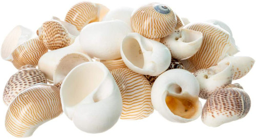 Hermit Crab Shells | Turbo Shells | 24 Assorted Natica Shells 3/4"- 1.5 ...