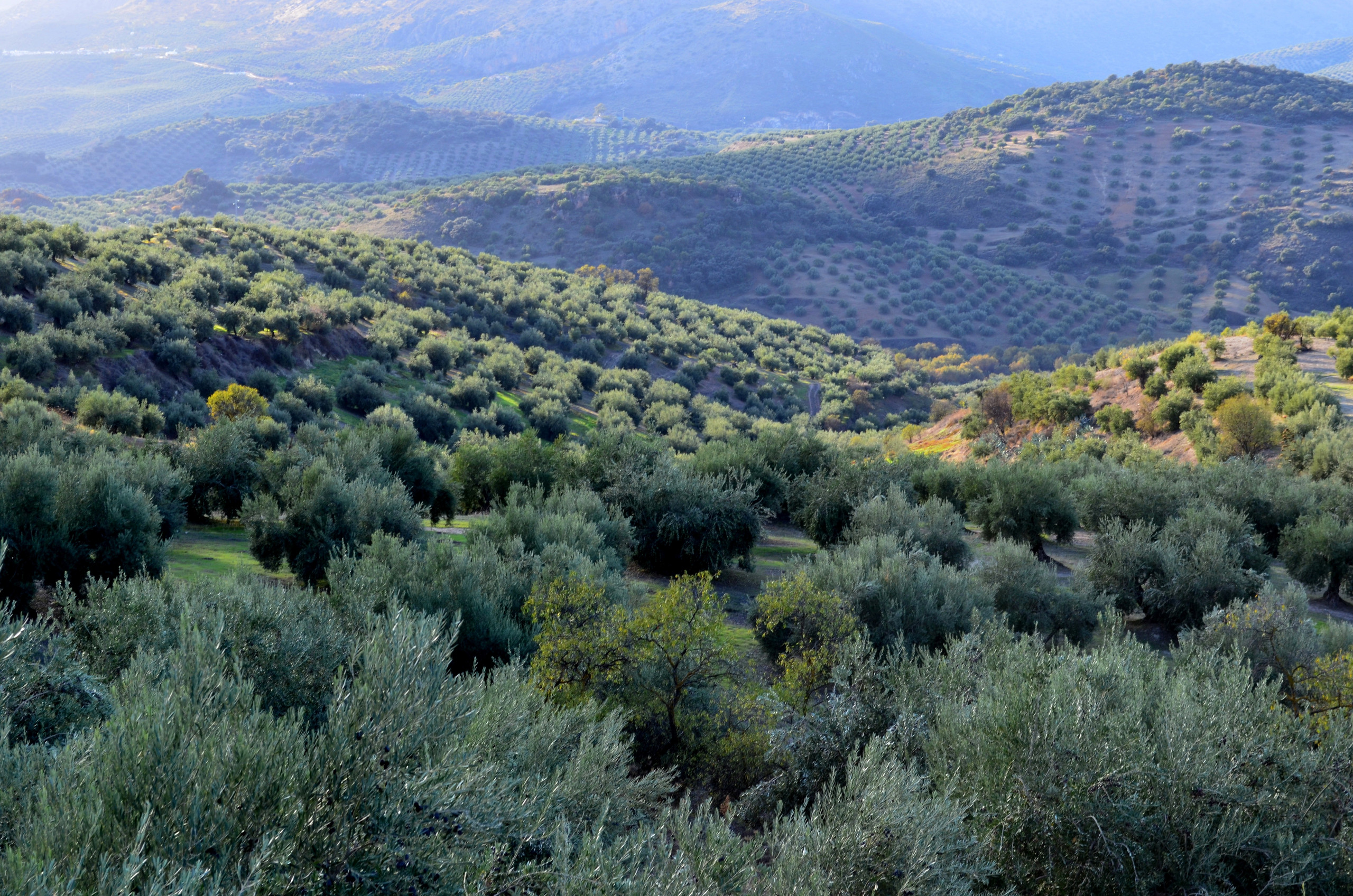 Two Olive Trees Come Taste The Freshness