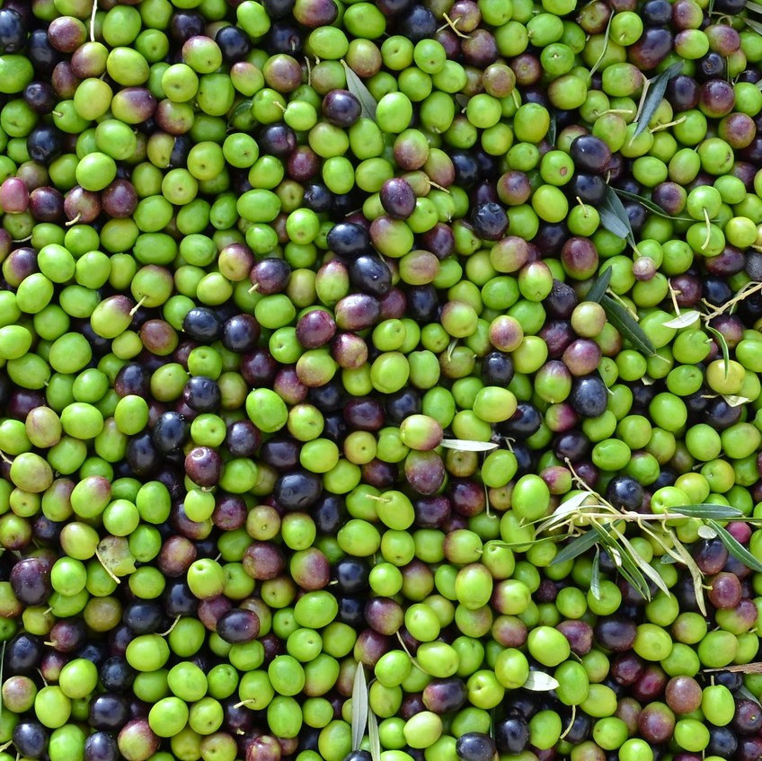 Two Olive Trees - Come Taste the Freshness