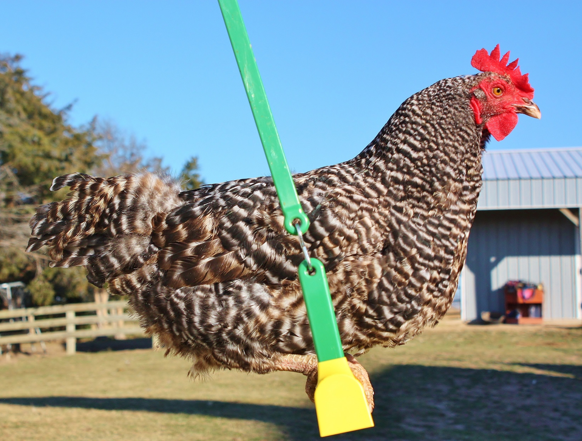 Fowl Catcher - Package of 12 | Chicken Catcher Leg Hook