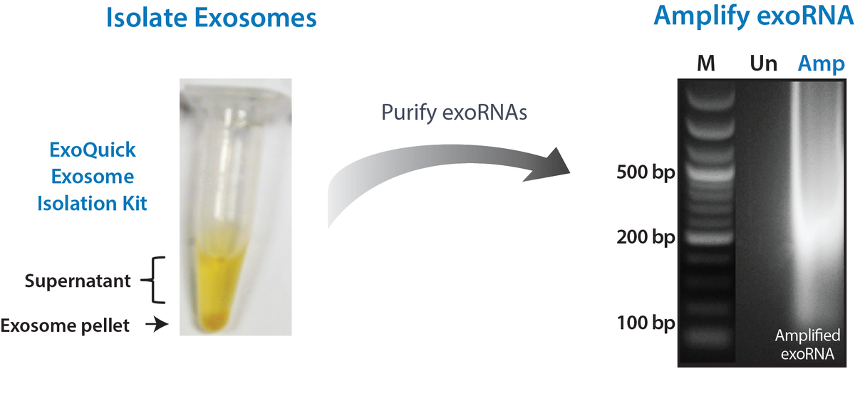 ExoQuick® Exosome Isolation and RNA Purification Kit (for Tissue ...