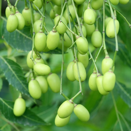 Neem Oil-Virgin - Blossom Bulk