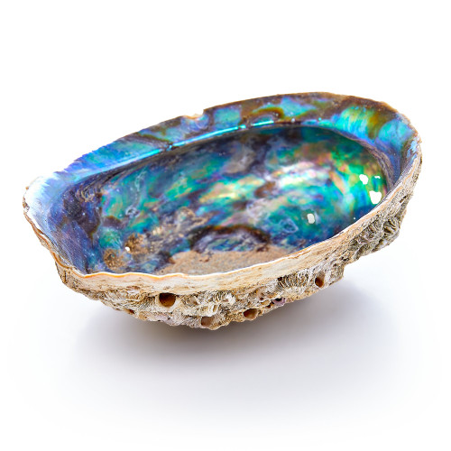 Extra Large Abalone Shell - Rocky Mountain Essentials