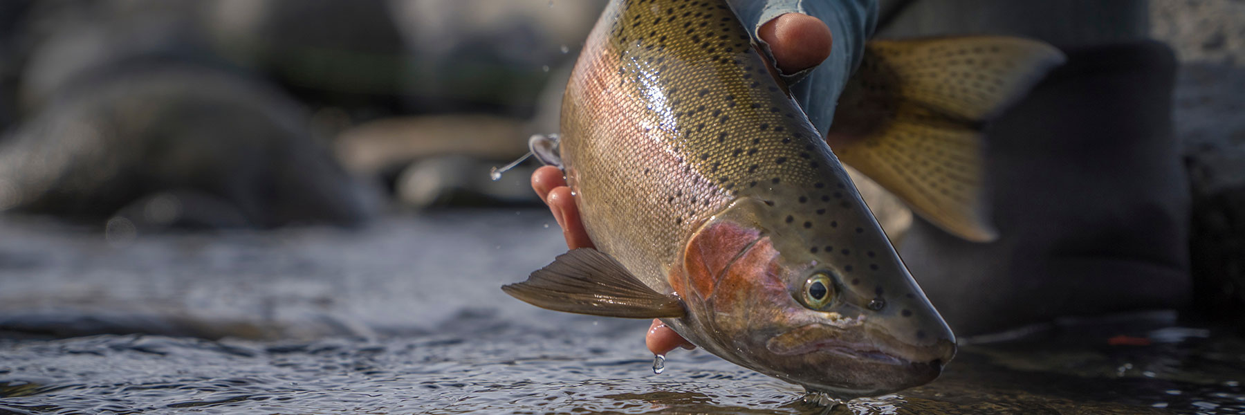 Species - Steelhead Fishing - Page 1 - Fish-Field