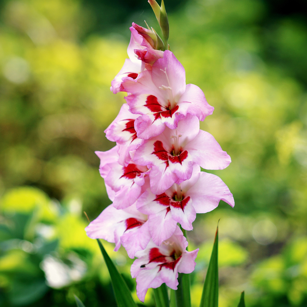 How to Plant and Grow Gladioli with J. Parker's