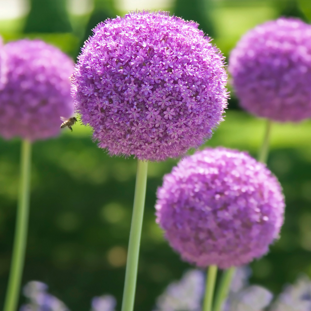 What to Plant with Alliums - Perfect Partner Plants - JParkers