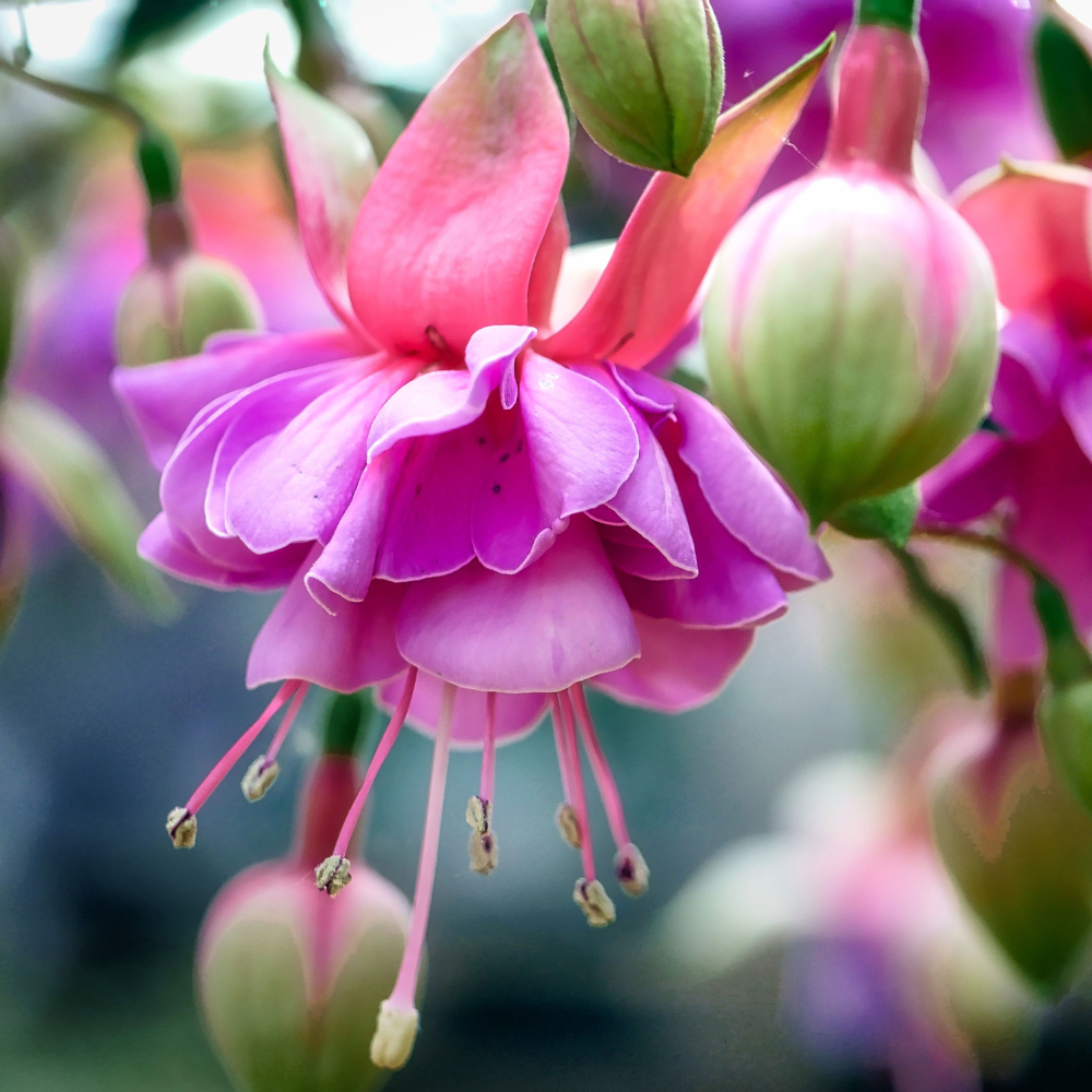 J. Parker's - Garden Plants & Bulbs