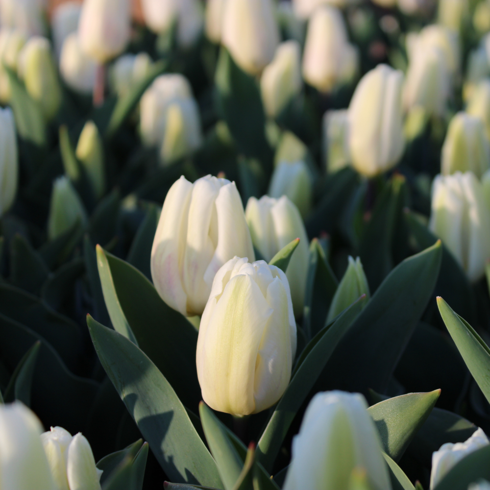 Bedding Plants for the Garden | J Parkers Bulbs