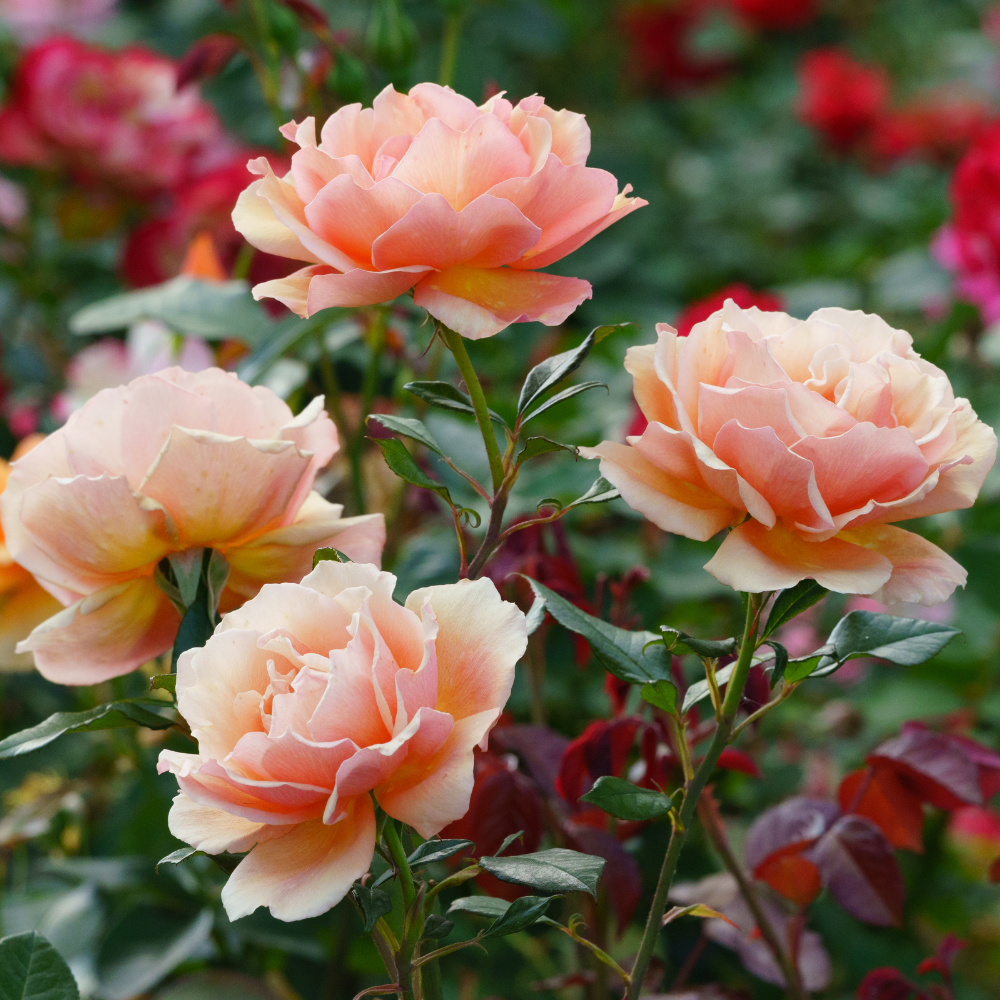 Buy Rose Bushes | J Parker Dutch Bulbs