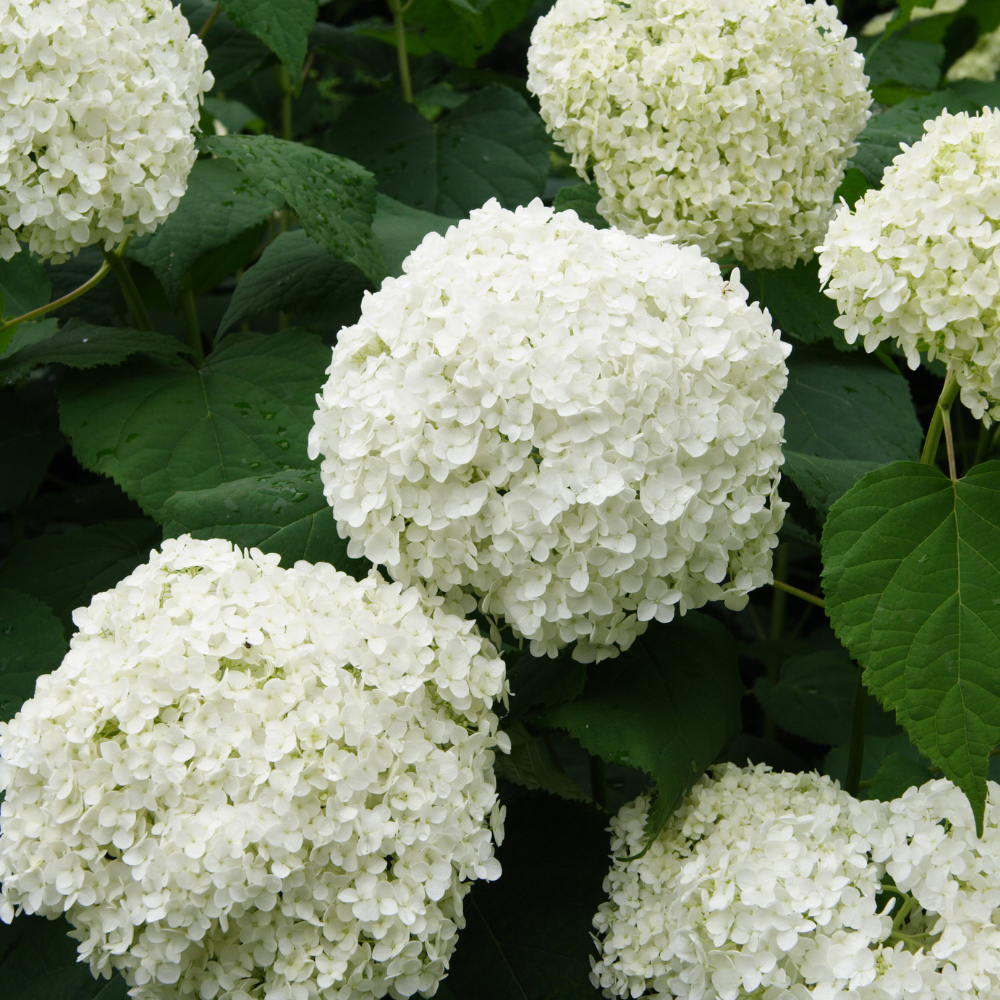 Flower Bulbs For Gardens | J Parker Dutch Bulbs