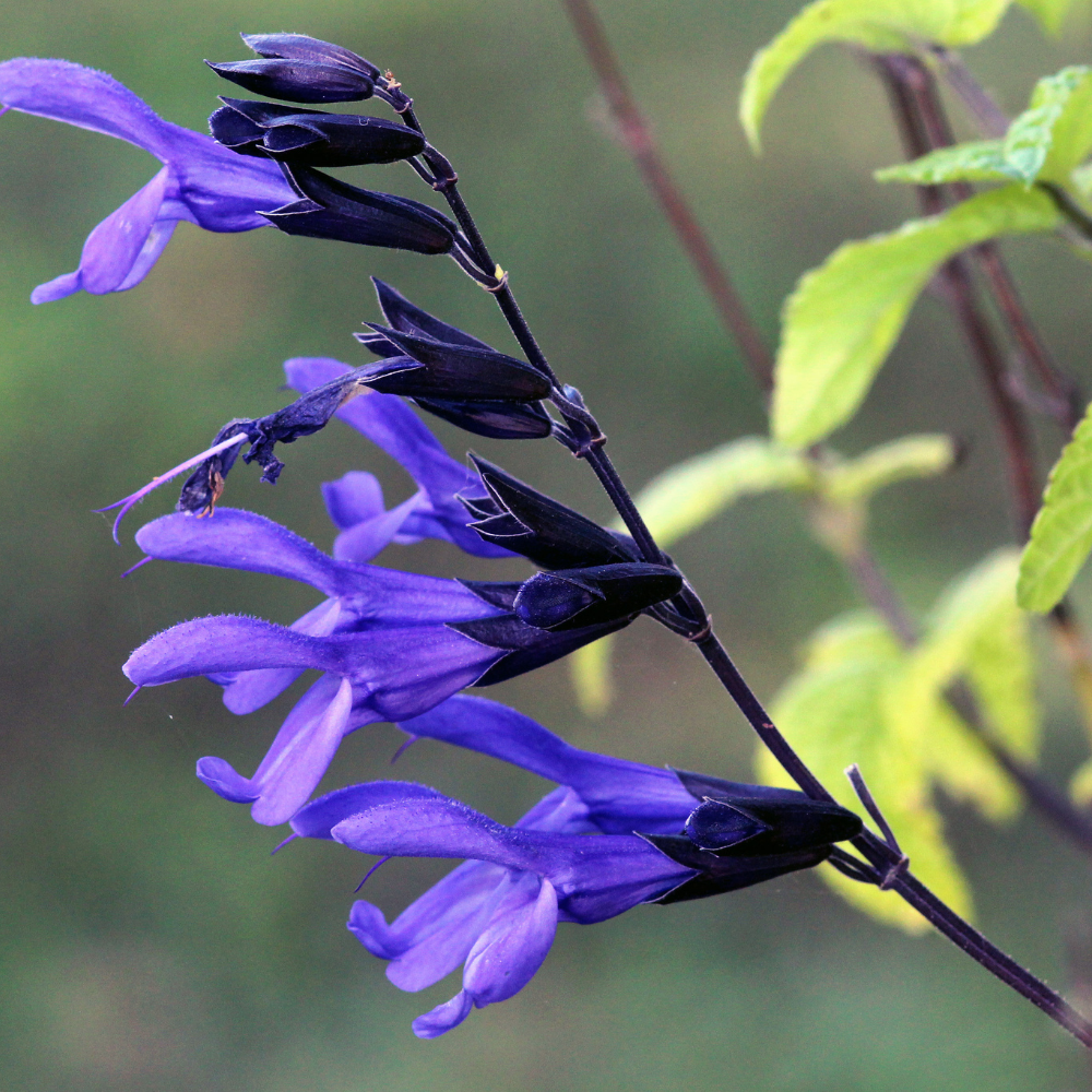 Bedding Plants for the Garden | J Parkers Bulbs