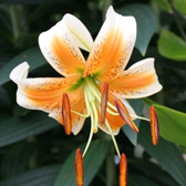 J. Parker's - Garden Plants & Bulbs