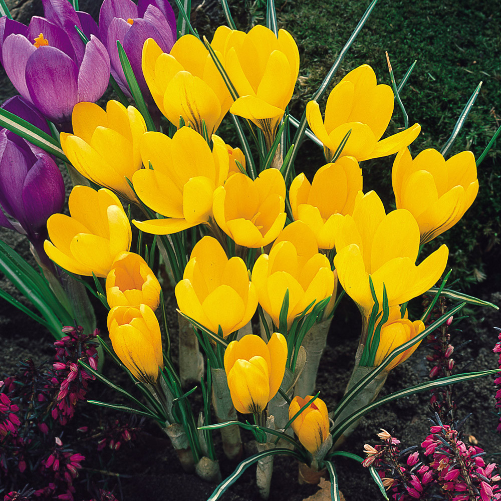 Buy Crocus Yellow Mammoth | J Parker Dutch Bulbs