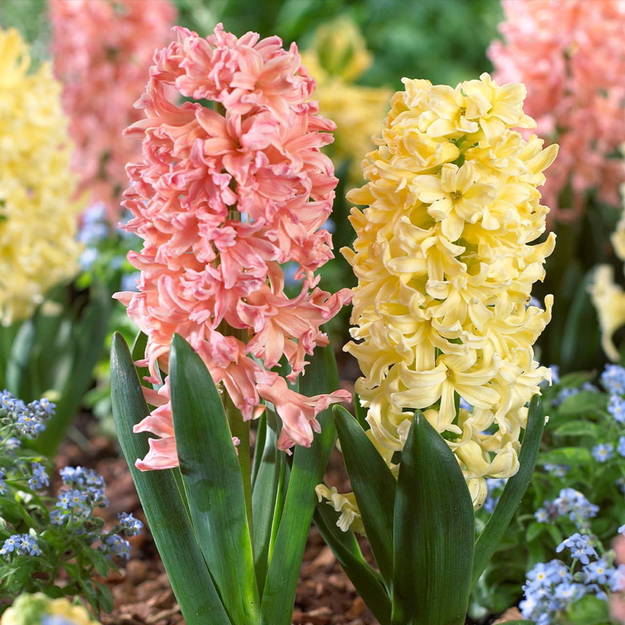 Buy Hyacinth Gypsy Queen 17/18cm - J Parker Dutch Bulbs