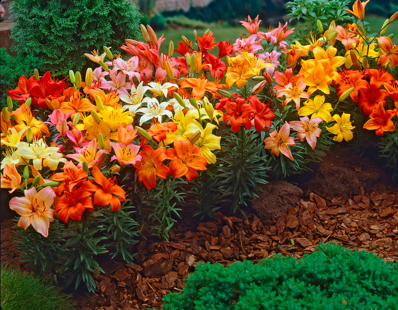 Lily Asiatic Mixed | J Parker Dutch Bulbs