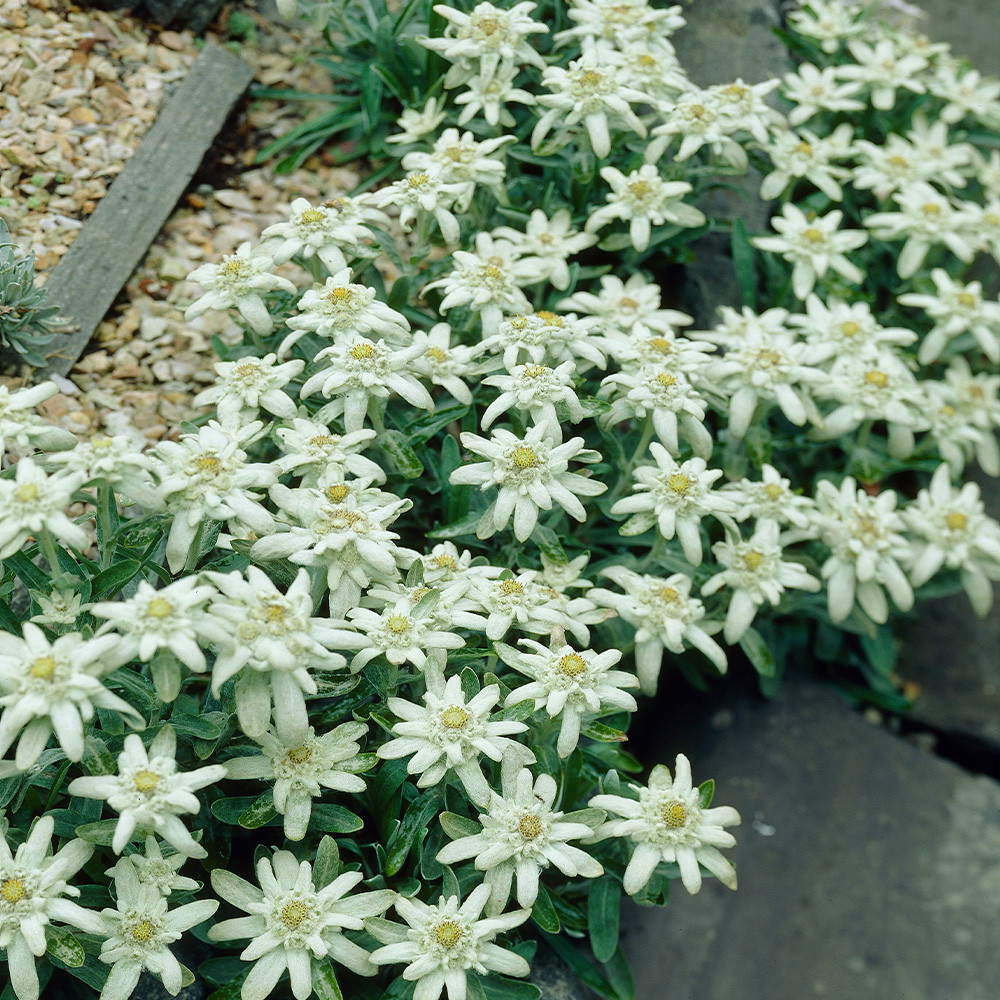 Edelweiss | J Parker Dutch Bulbs