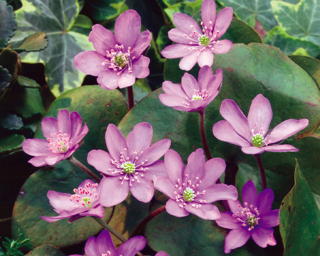 Hepatica nobilis | J Parker Dutch Bulbs