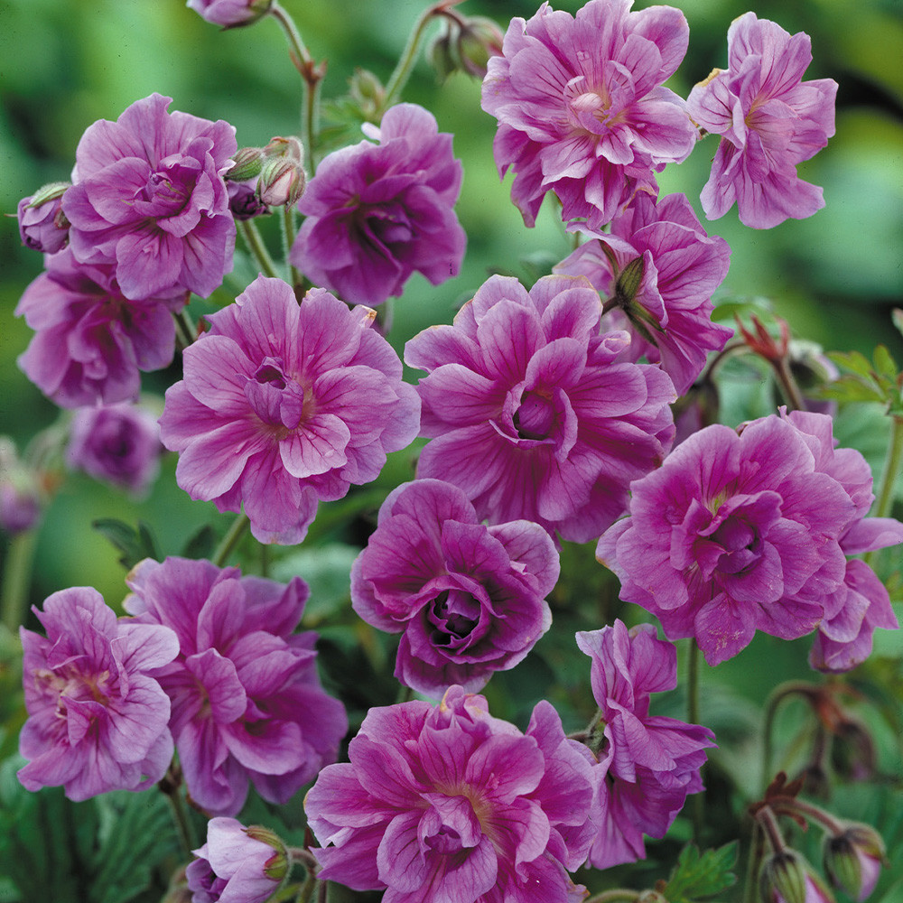 Geranium Birch Double | J Parker Dutch Bulbs