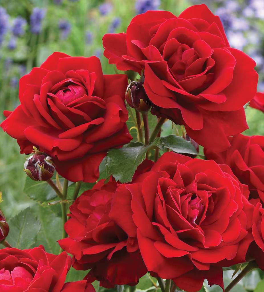 Buy Rose Stromboli | J Parker Dutch Bulbs