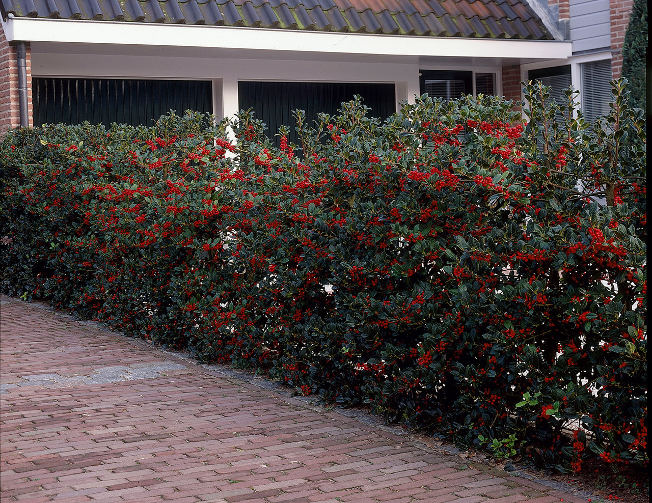 Buy Holly Hedging (Ilex aquifolium) | J. Parker’s