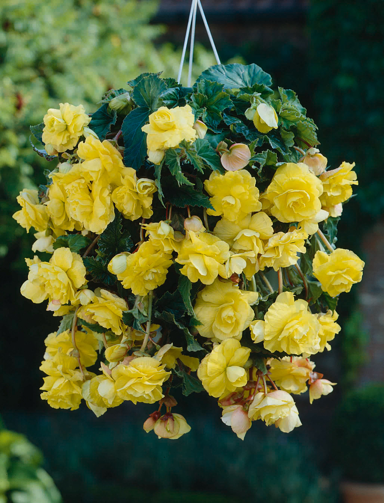 Buy Begonia Giant Cascading Yellow | J Parkers