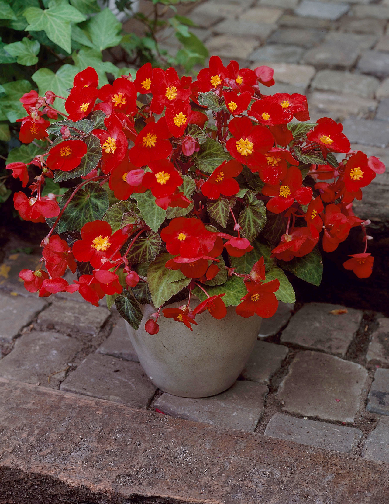Buy Begonia Multiflora Flamboyant | J Parker Dutch Bulbs