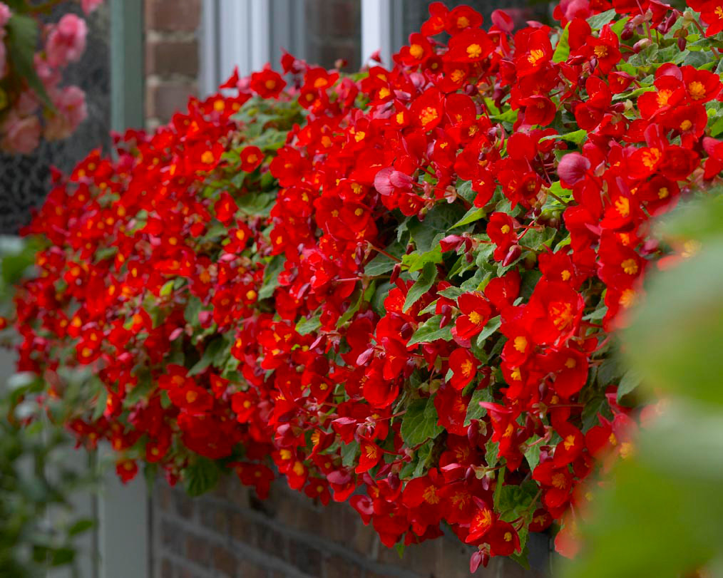 Buy Begonia Multiflora Flamboyant | J Parker Dutch Bulbs