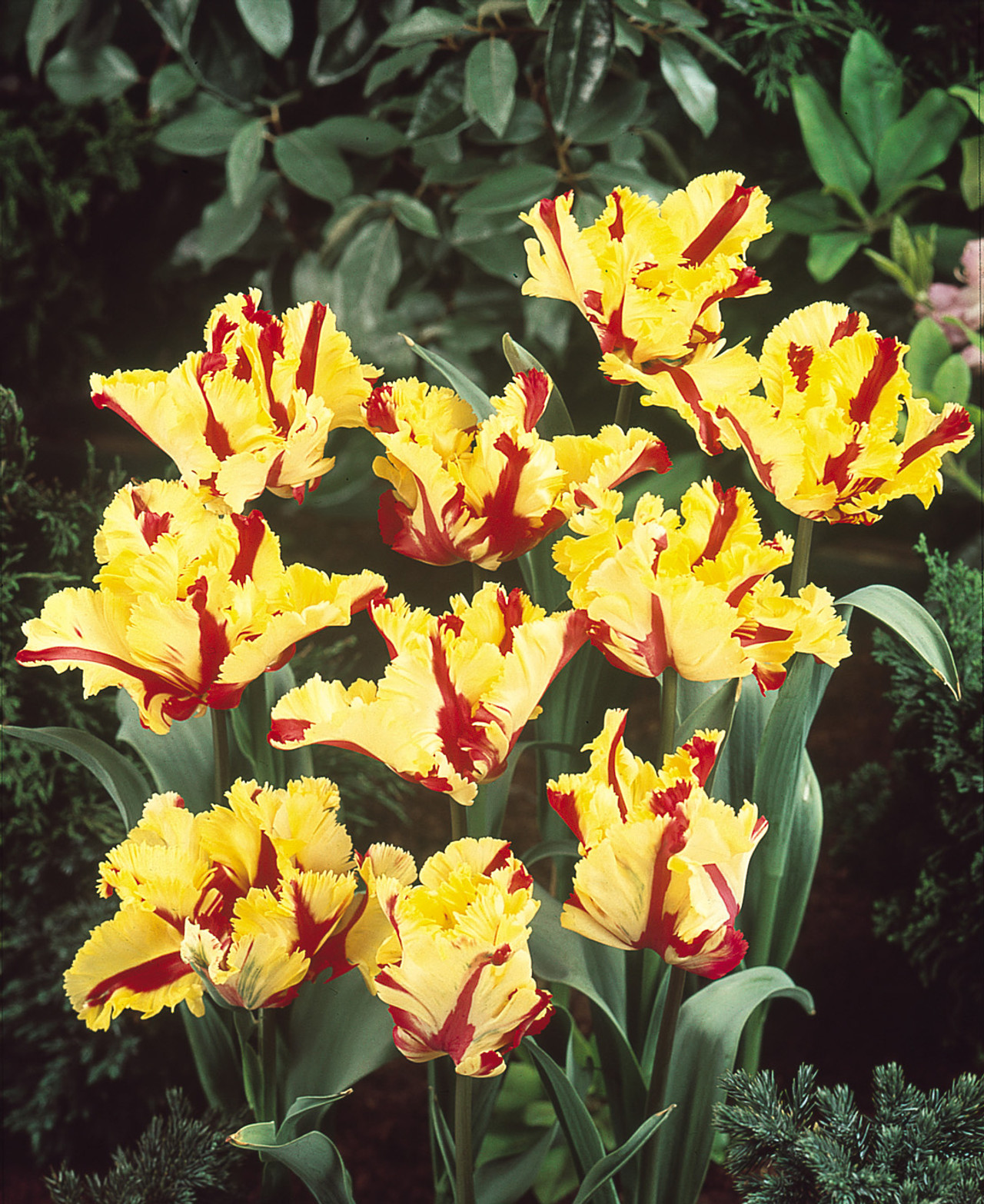 Buy Tulip Flaming Parrot at jparkers.co.uk