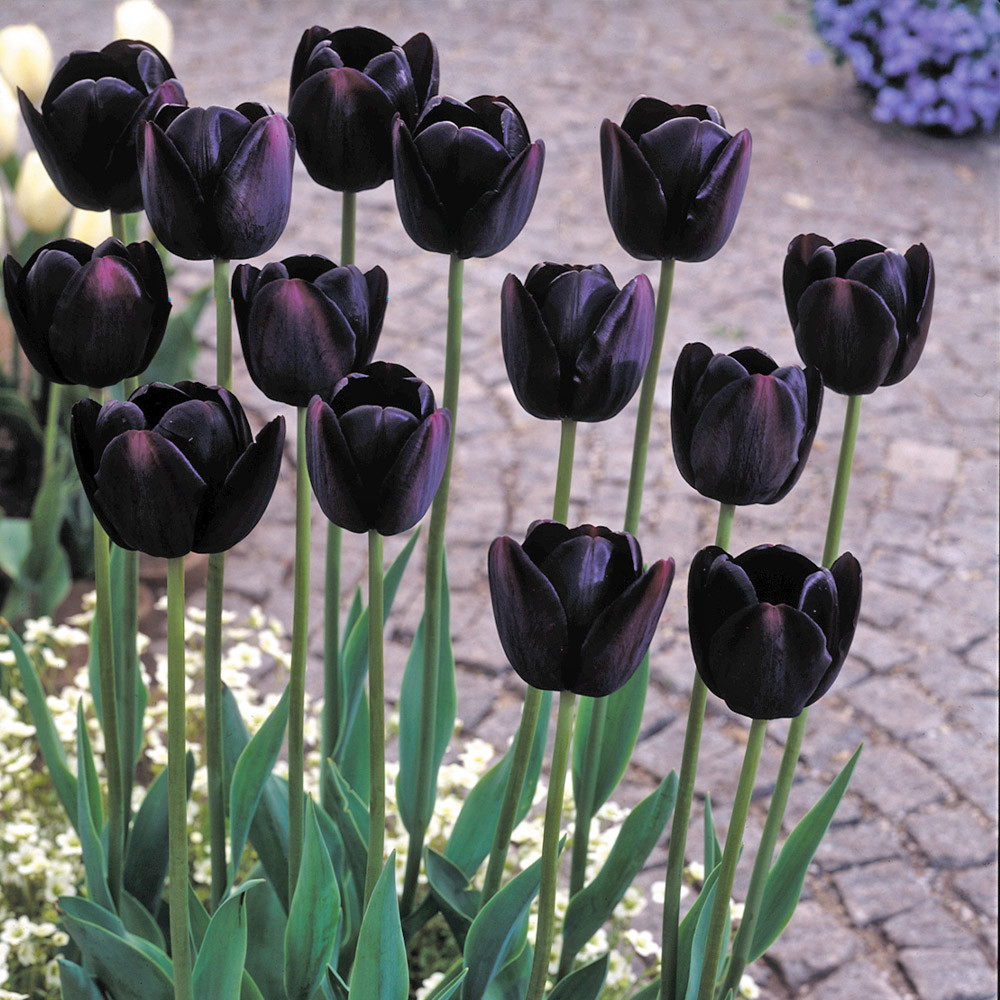 Buy Tulip Queen Of Night at jparkers.co.uk