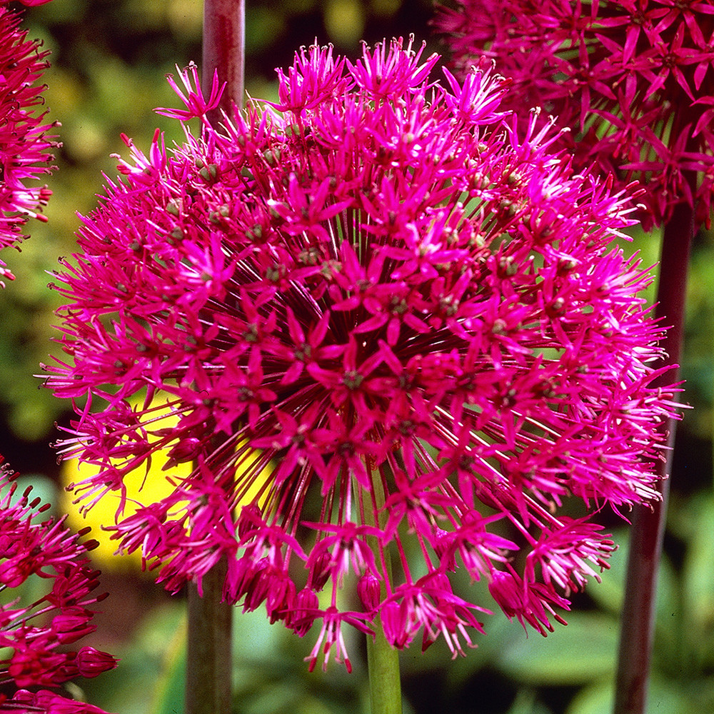 Buy Allium stipitatum | J Parkers Dutch Bulbs