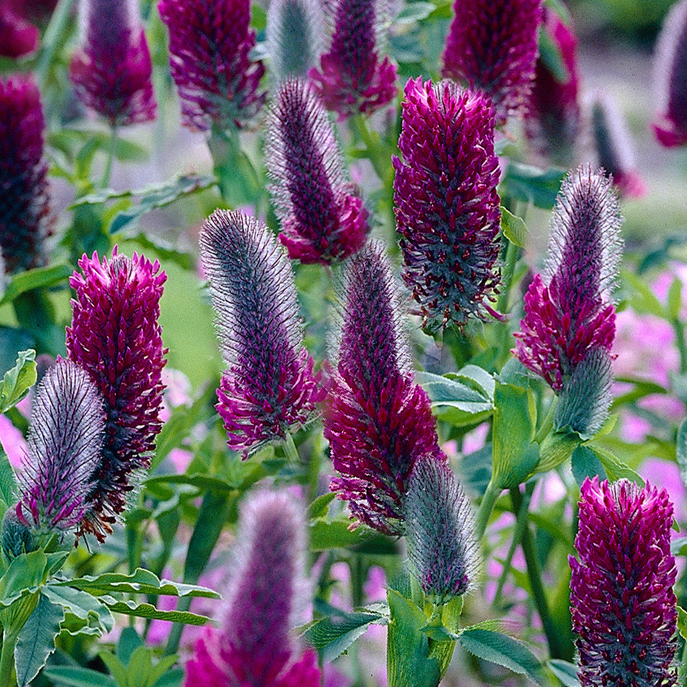 Trifolium Rubens | J Parker Dutch Bulbs